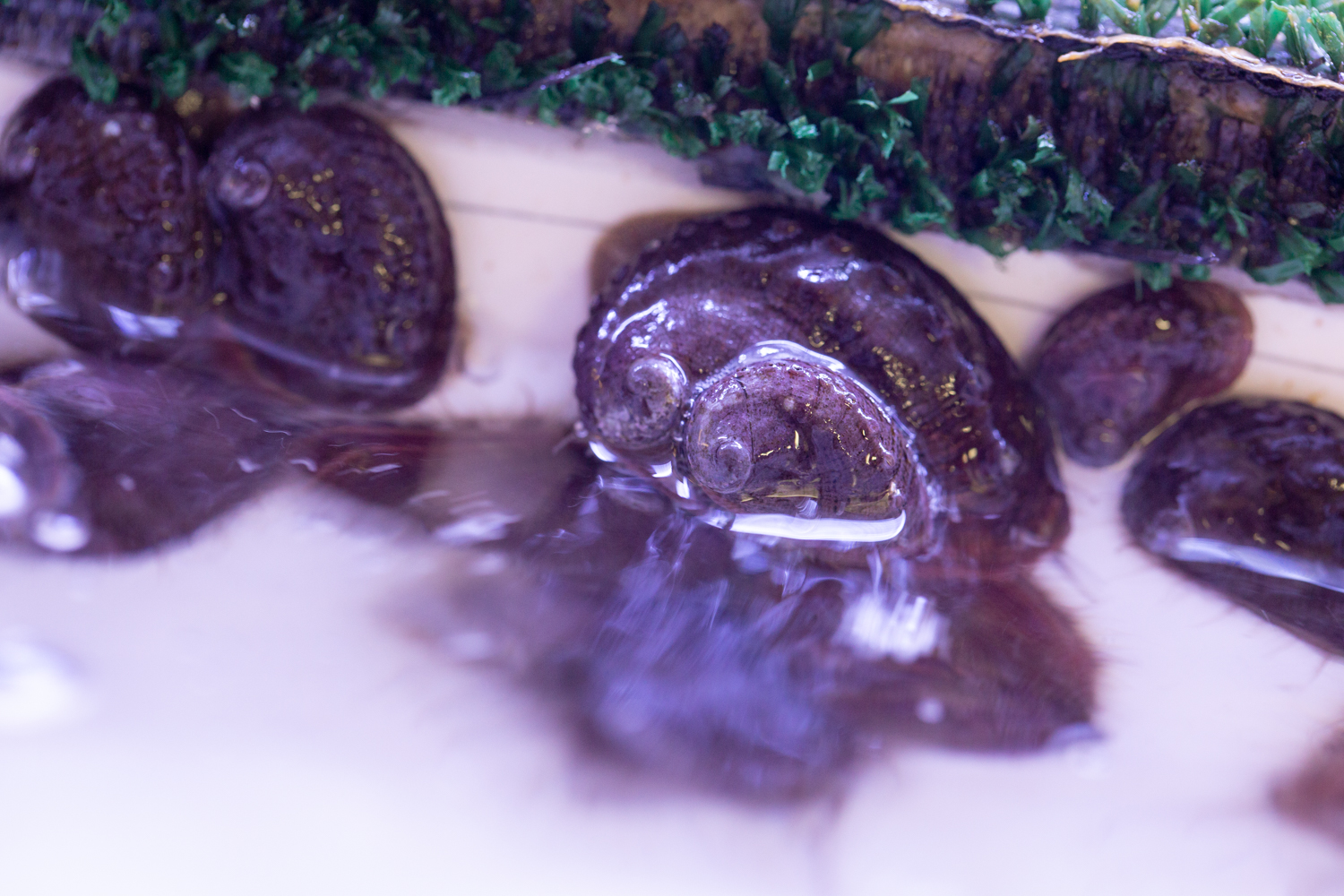 Discovering Curiosity: Saving the White Abalone with Kristin Aquilino ...
