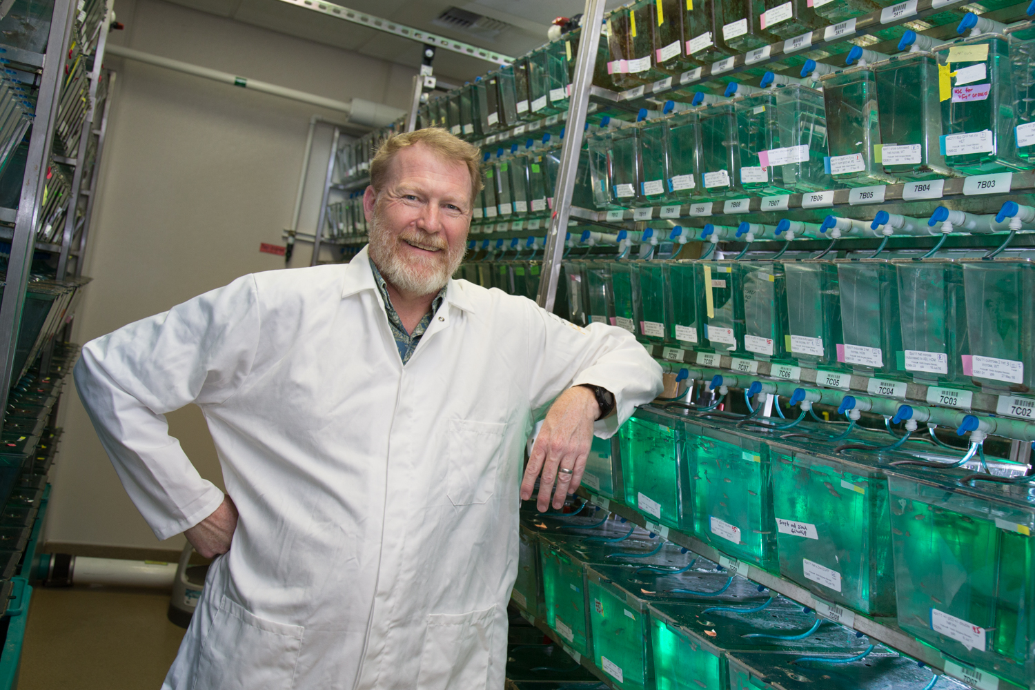 Sex-swapping Zebrafish Hold Clues for Reproductive Development Diseases ...