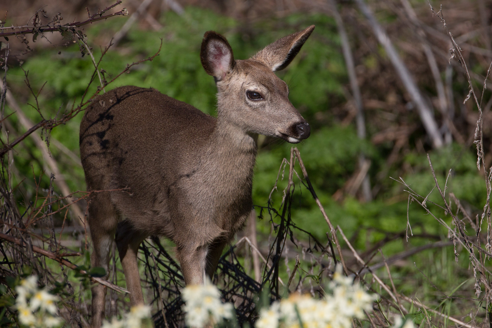 College of Biological Sciences - Tech-Based Naturalists: Inspiring ...