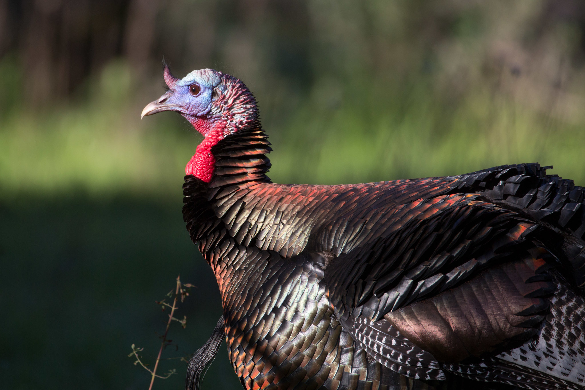College of Biological Sciences - Tech-Based Naturalists: Inspiring ...