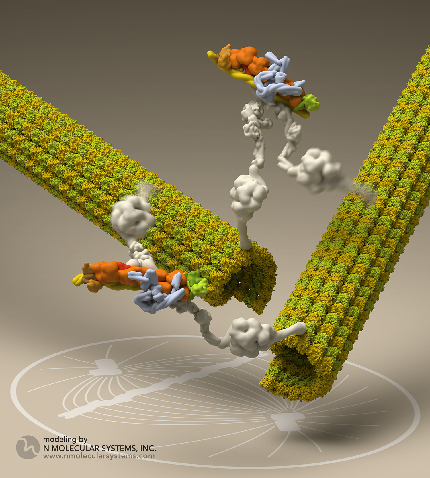 Trial by Cellular Culture: Baskin Research Award Winner Wenzhe Li Walks ...
