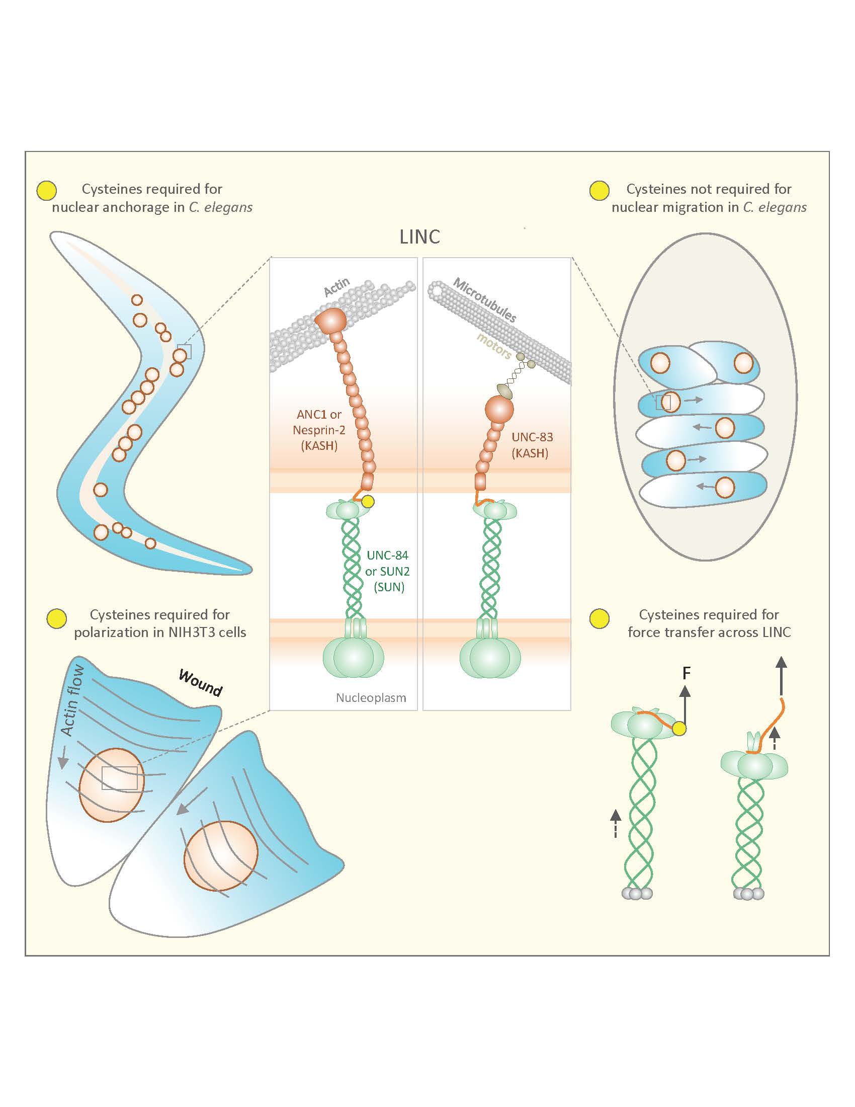 Wayward Ways: New Study Reveals How the Nucleus Travels | College of ...