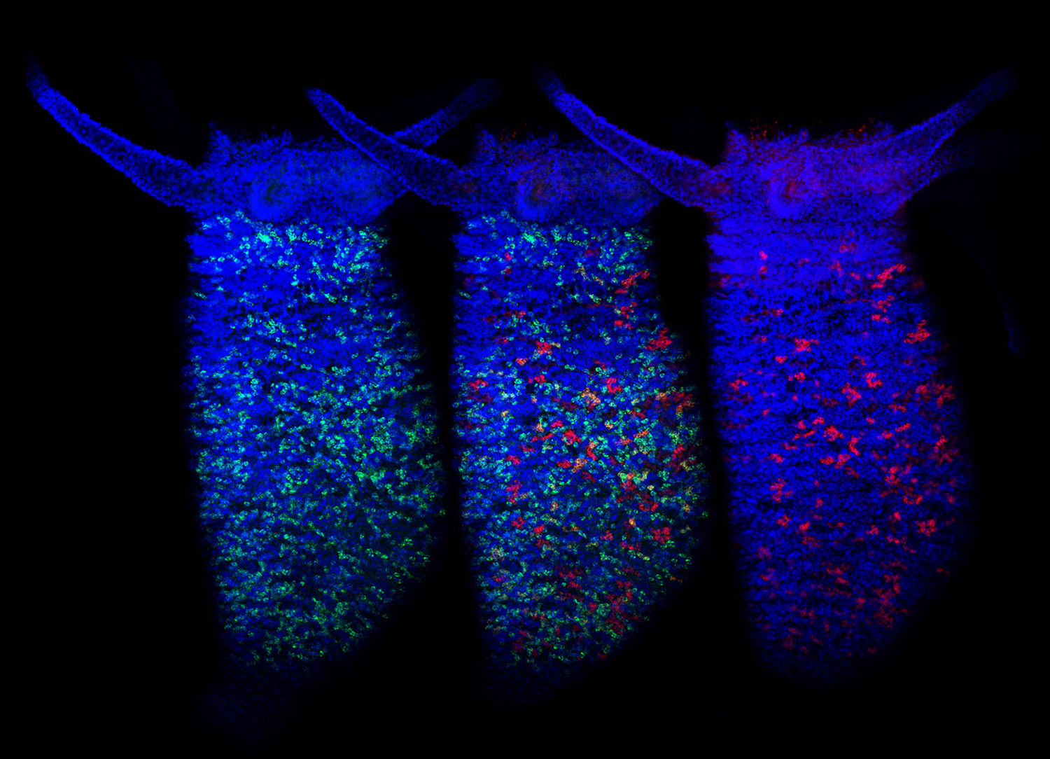 Mapping Cells in the “Immortal,” Regenerating Hydra | College of ...
