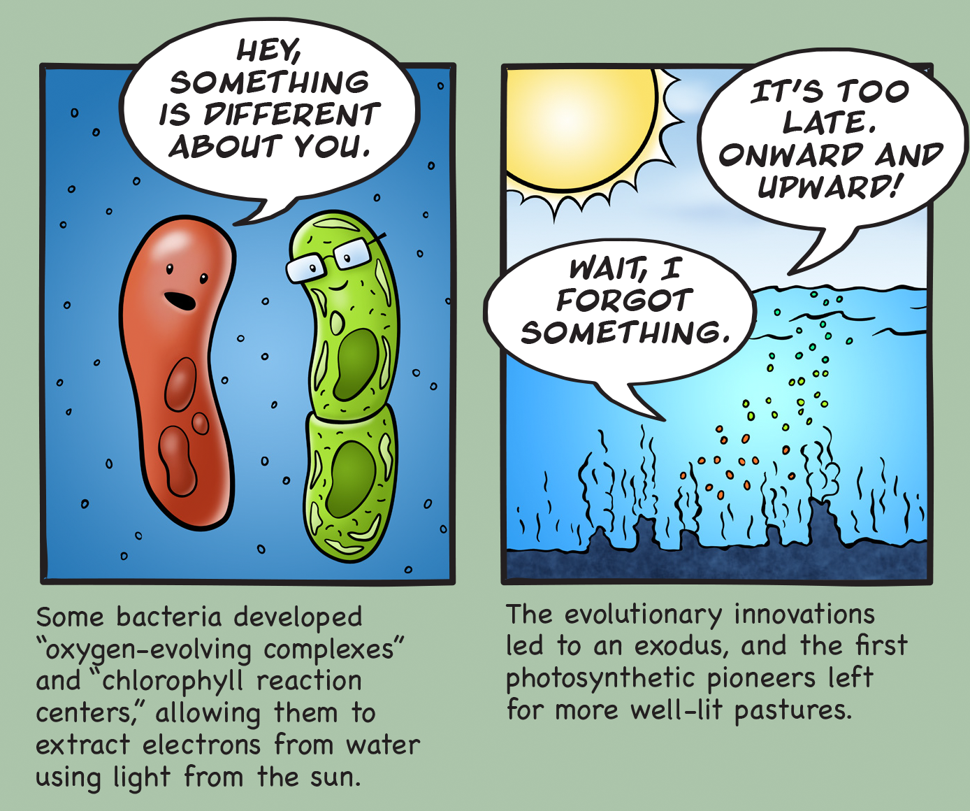 Bios Magazine: The Ancient Origin of Photosynthesis | College of ...