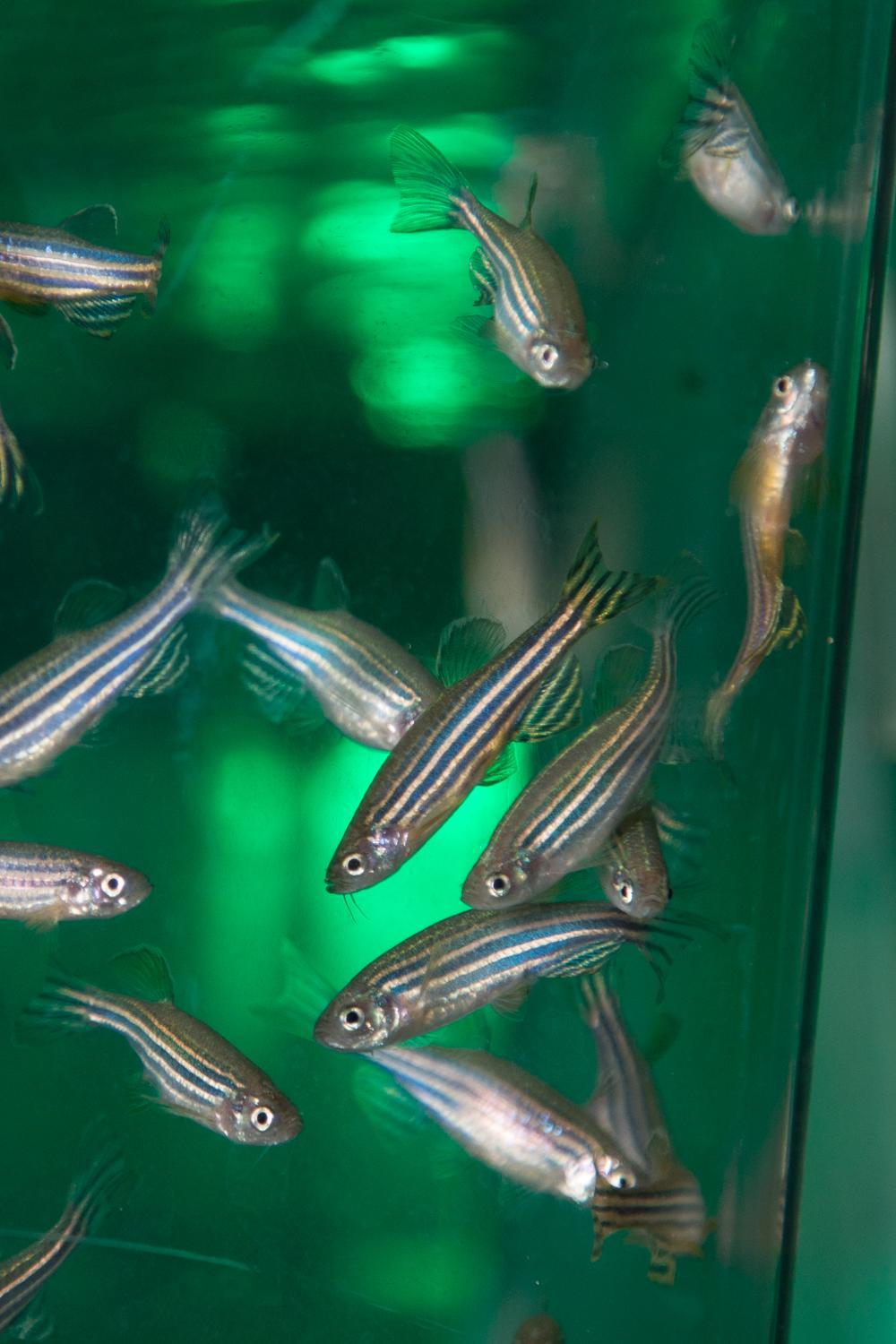 From Yeast to Zebrafish, New Insight on Birth Defects and Miscarriage ...