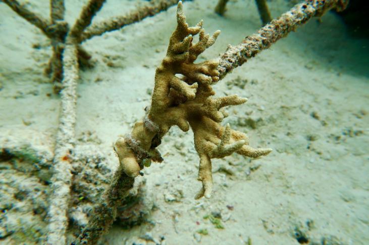 Large Stretches of Coral Reefs Can Be Rehabilitated | College of ...