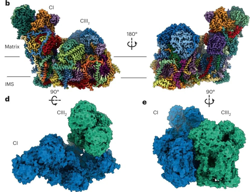 First Complete Structures of Plant Respiratory Proteins | College of ...