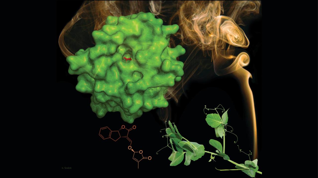 Plant Smoke Detectors Evolve as Hormone Sensors | College of Biological ...